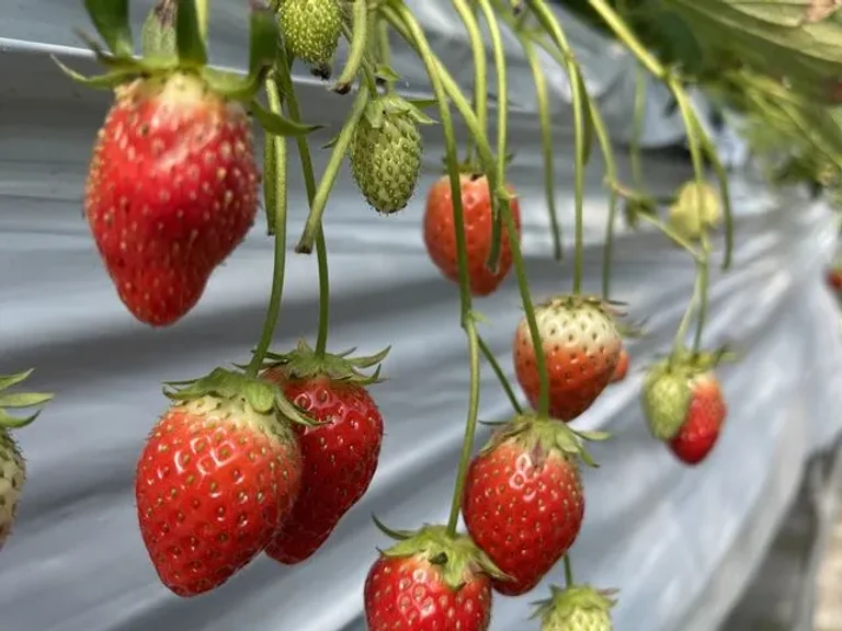 Strawberry Picking in Usuki, Oita Japan – All-You-Can-Eat Fresh ...