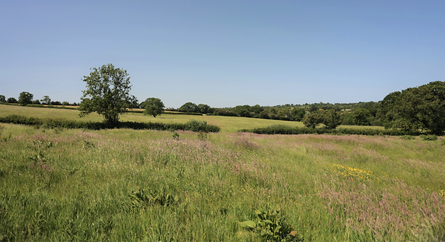 Heal Rewilding | nature recovery, climate action