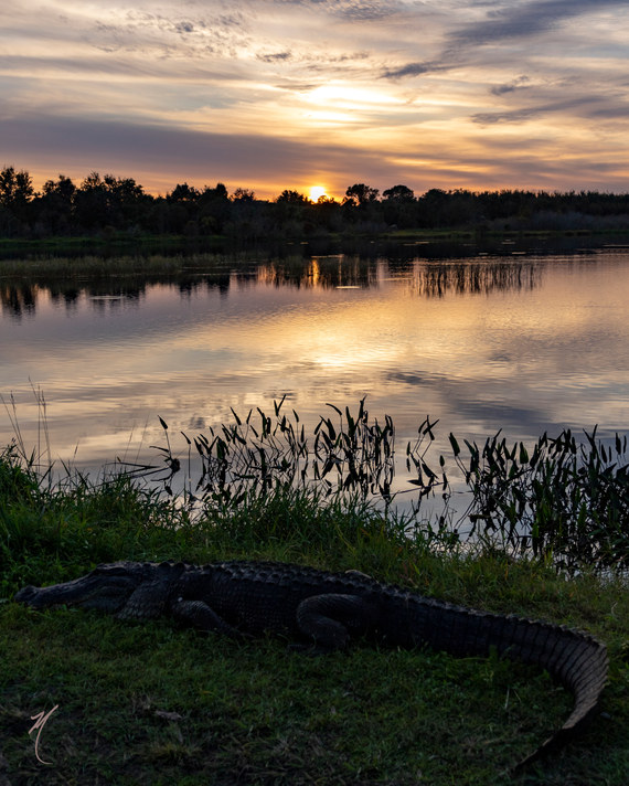 Natural Florida | michaelbartosphoto