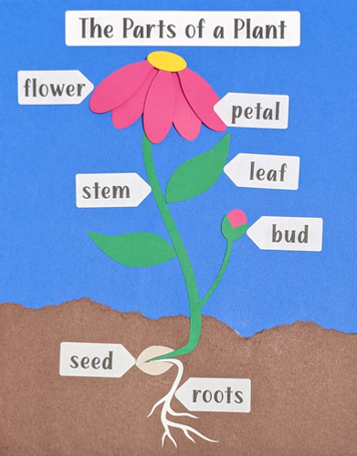 Parts of a Plant Craftivity Kit | Lil Dude Learning