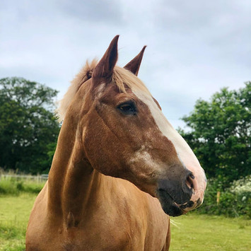 Gallery | Eastmoors Riding School & Livery