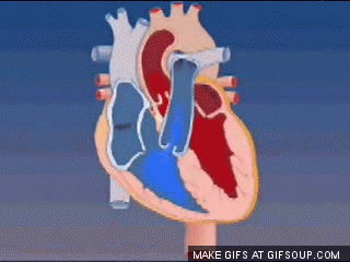 Functions of the cardiovascular system