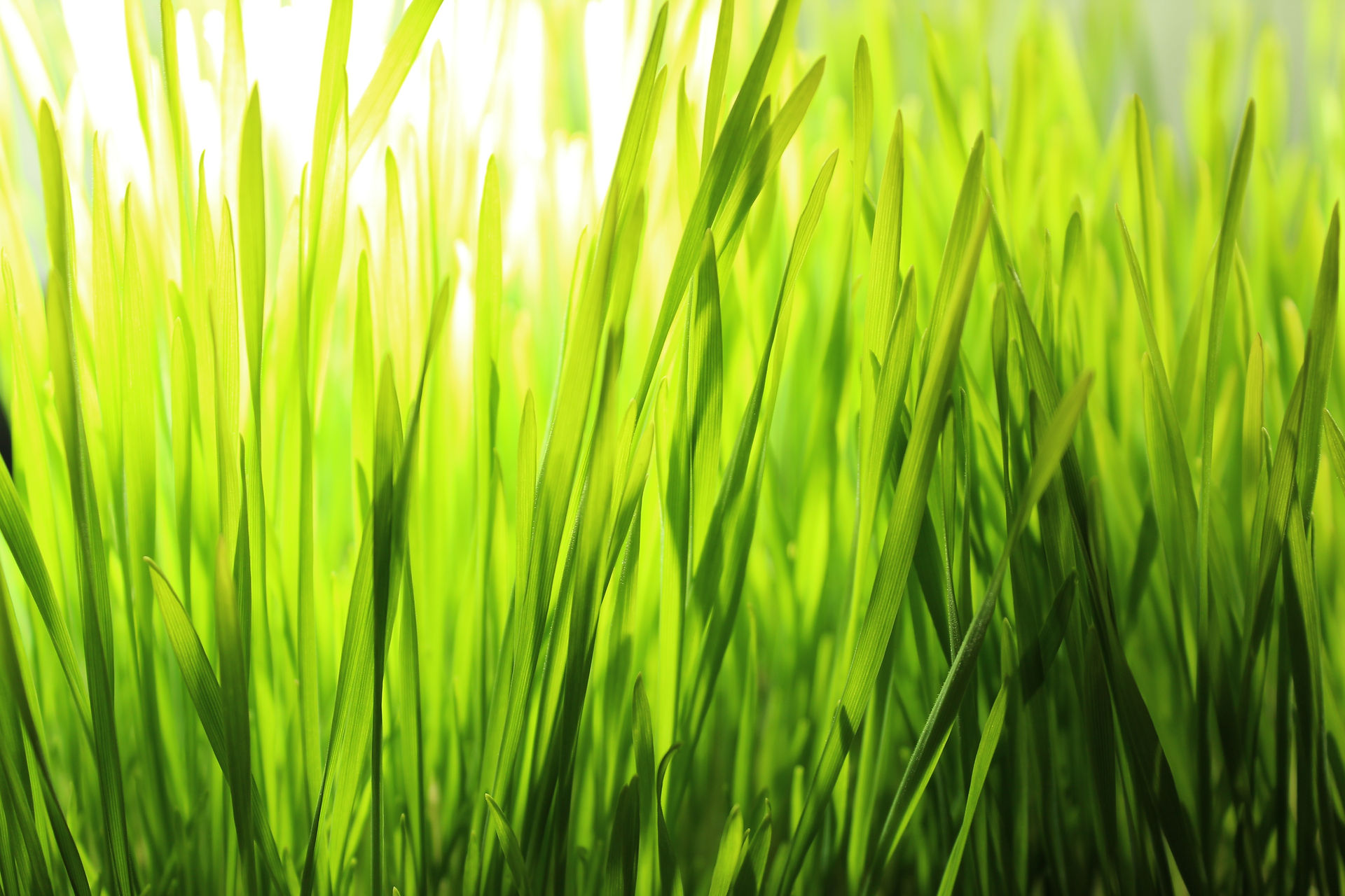 VISIT US Bonds Endless Greens VISIT US Bonds Endless Greens
