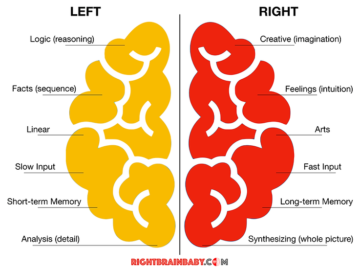 Right Brain Education | Home Training Flash Cards Online Program for ...