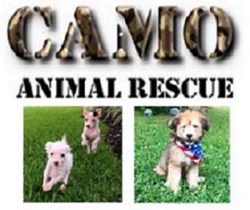 Dog Rescue | Houston | CAMO Rescue