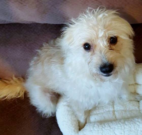 Foster Info & Application | camoanimalrescue