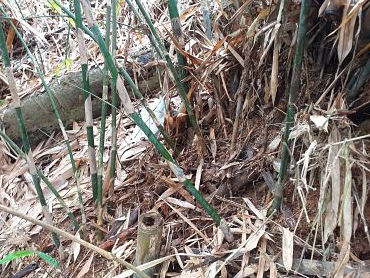 2 Ways To Kill Bamboo Plants (Non-Labor Intensive)