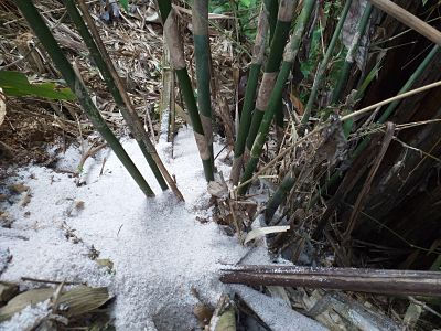 2 Ways To Kill Bamboo Plants (Non-Labor Intensive)