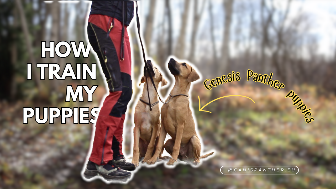 What methods I use to train puppies