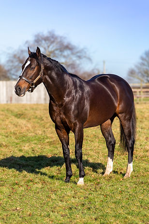 Home | Bearstone Stud | Market Drayton