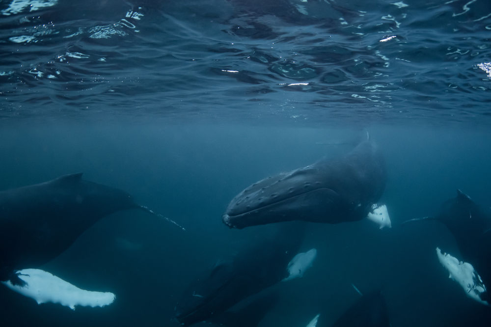 The value of a great whale.