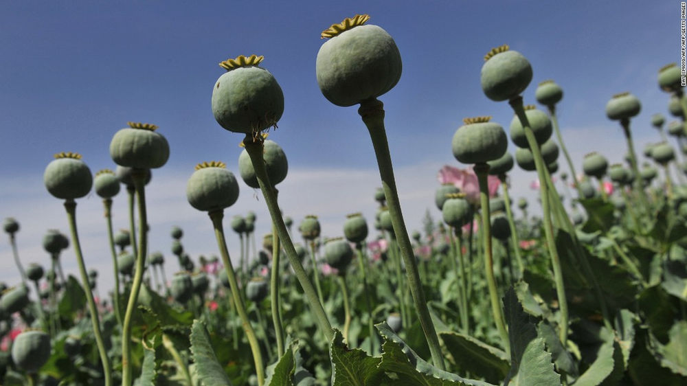 Hasmonean Opium Kings of Ancient Israel. The Poppy vs The Pomegranate ...