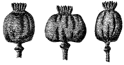 Hasmonean Opium Kings of Ancient Israel. The Poppy vs The Pomegranate ...