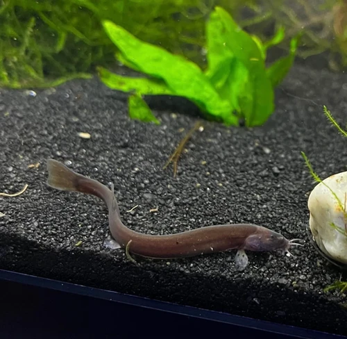 Black Kuhli Loach | Living Aquarium