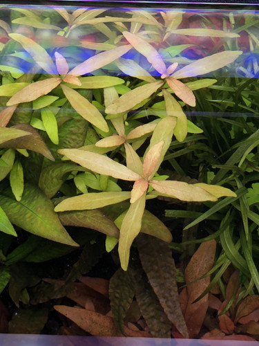 Hygrophila polysperma | Living Aquarium