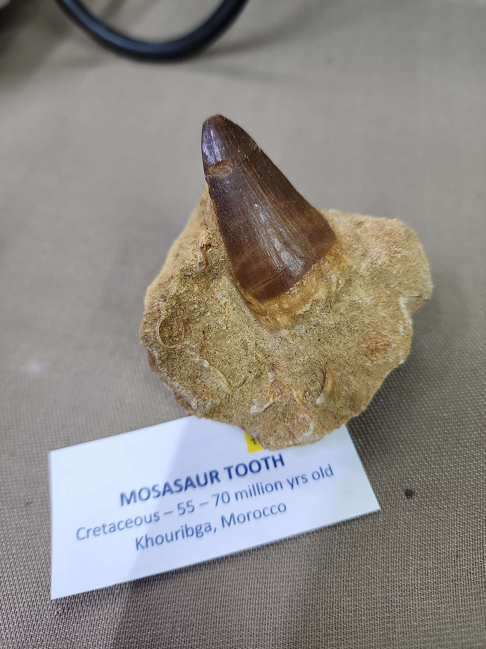 Mosasaur Tooth | Living Aquarium