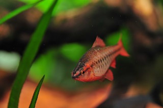 Cherry Barb | Living Aquarium