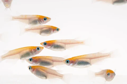 Japanese Ricefish Red & White | Living Aquarium