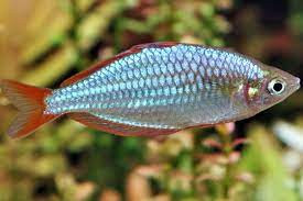 Neon Dwarf Rainbow | Living Aquarium