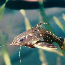 Spotted Raphael Catfish | Living Aquarium