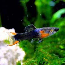 Black Fire Endler | Living Aquarium