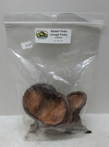 Badam Pods ( Jungle Pods ) | Living Aquarium