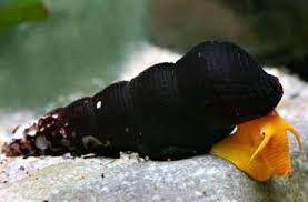 Orange Volcano Snail | Living Aquarium