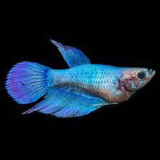 Veiltail Betta -F | Living Aquarium