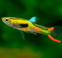 Green Laser Endler | Living Aquarium