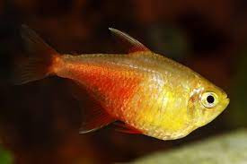 Flame / Van Rio Orange Tetra | Living Aquarium