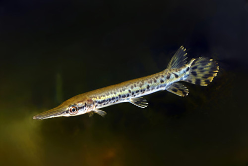 Alligator Gar | Living Aquarium