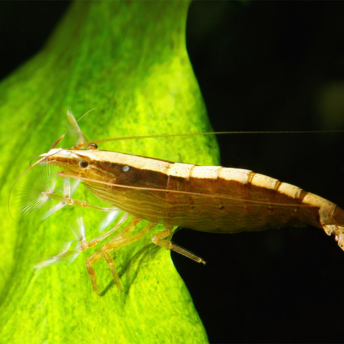 Rock Shrimp | Living Aquarium