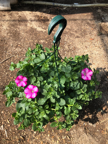 Trailing Petunia Raspberry Blush Hanging Baskets | Pinewood nurseries