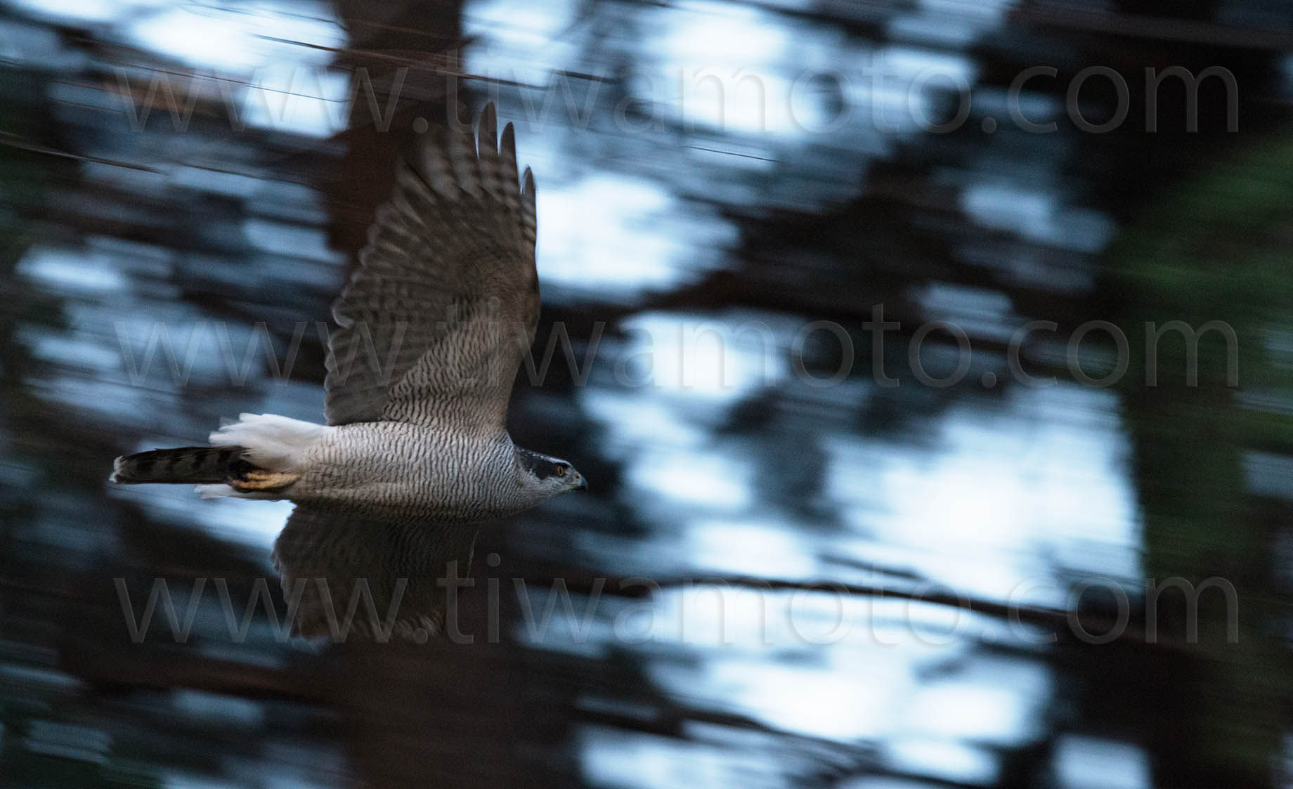 アフリカ・フォトグラファー 岩本貴志 |ドキュメンタリー 動画/ 写真 撮影｜iwamoto-website