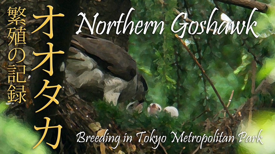 「オオタカ」繁殖の記録、動画 | iwamoto-website