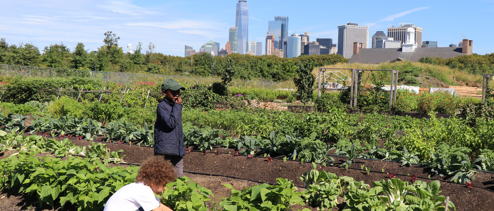 GrowNYC, GrowNYC Education, Urban Agriculture, Distance Learning, New York