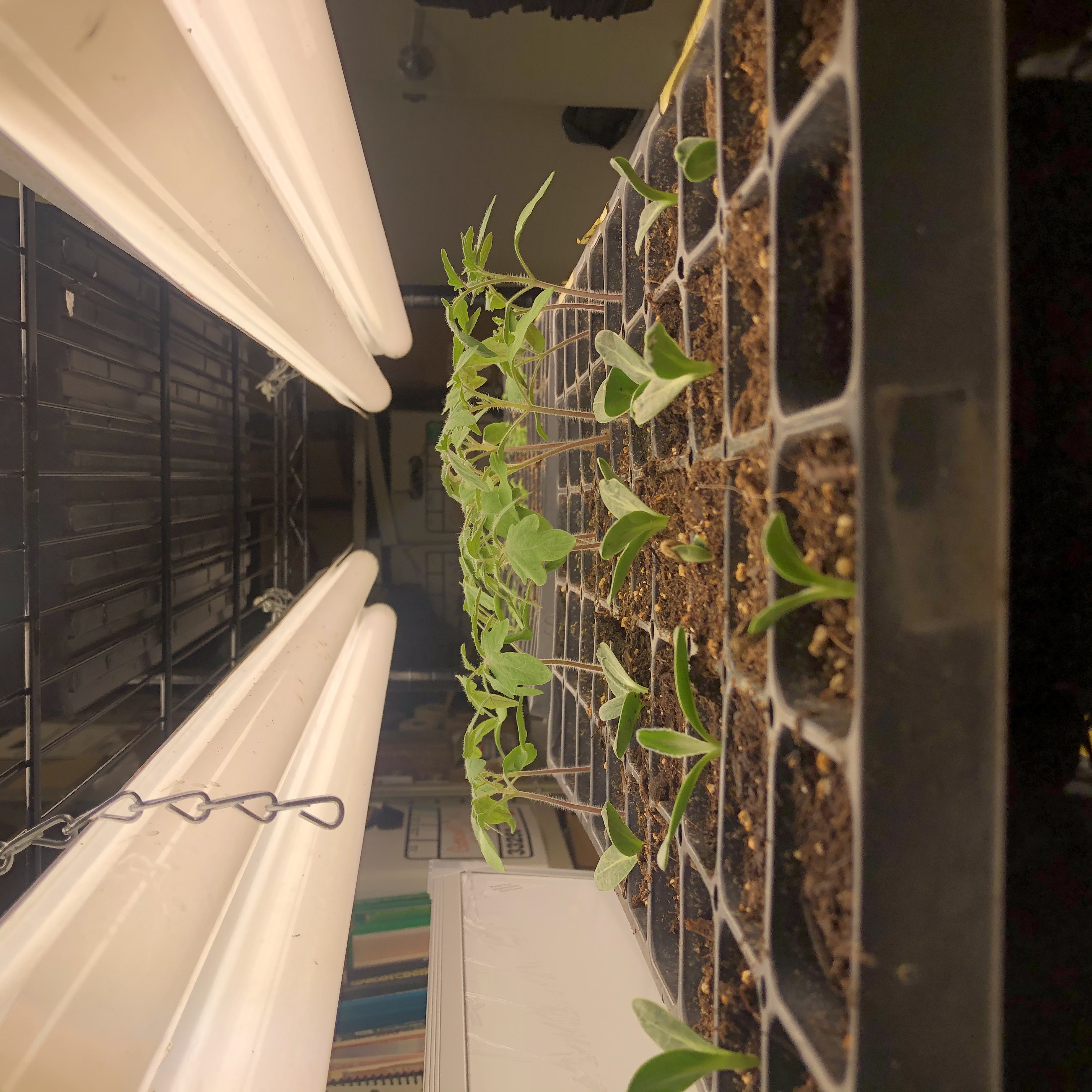 It's Seed Starting Time: Learning the Basics of Seed Starting