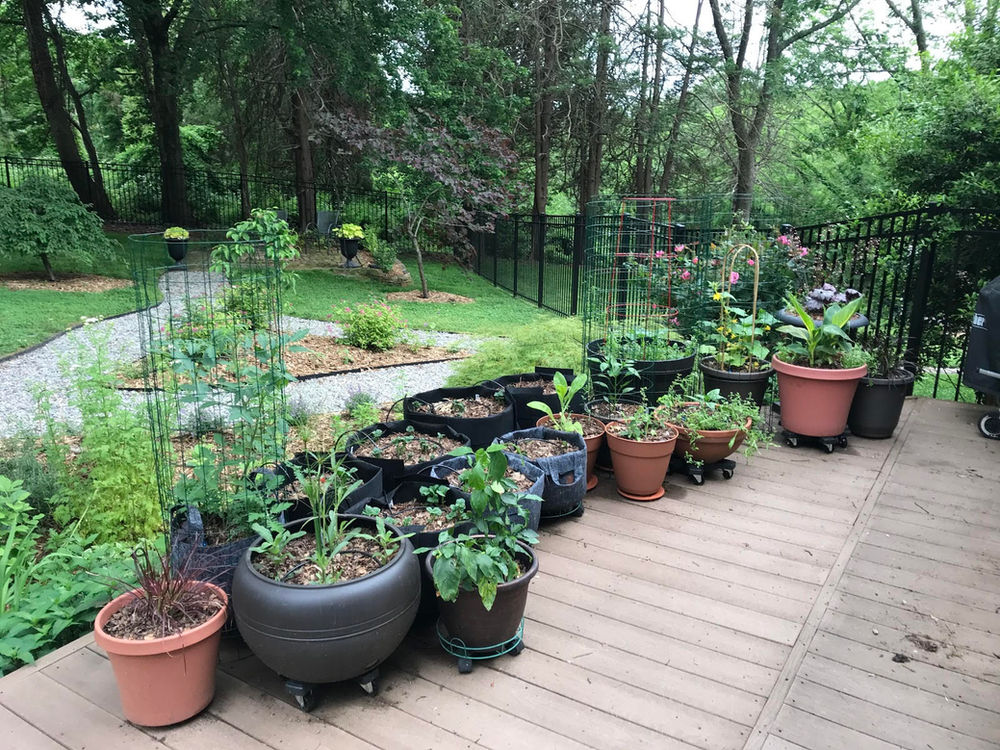 POLLINATOR CONTAINER GARDENING: J. Muro