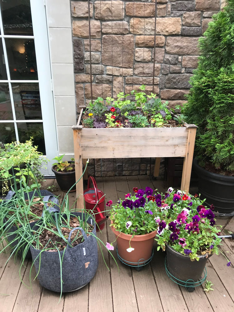 POLLINATOR CONTAINER GARDENING: J. Muro