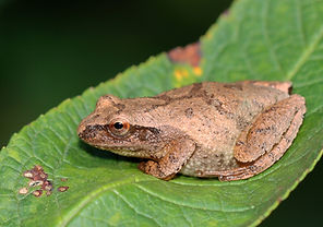 Frogs and Toads | Reptiles and Amphibians of Connecticut