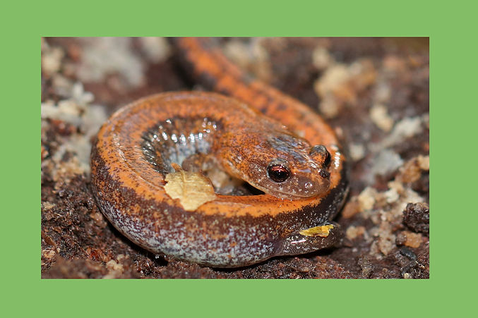 Eastern Red-backed Salamander | Reptiles and Amphibians of Connecticut