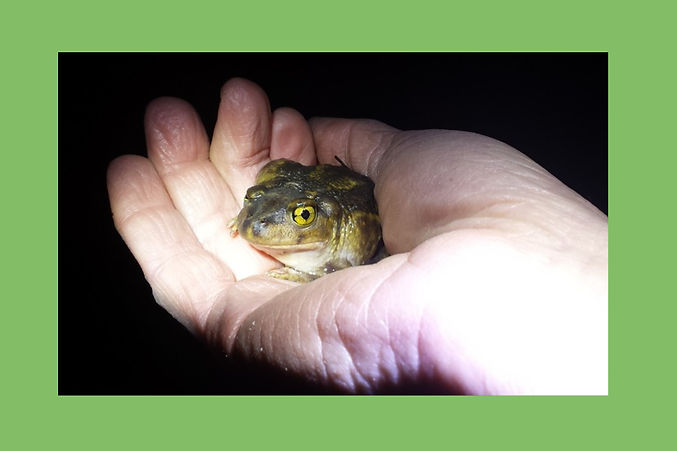Eastern Spadefoot Toad | Reptiles and Amphibians of Connecticut