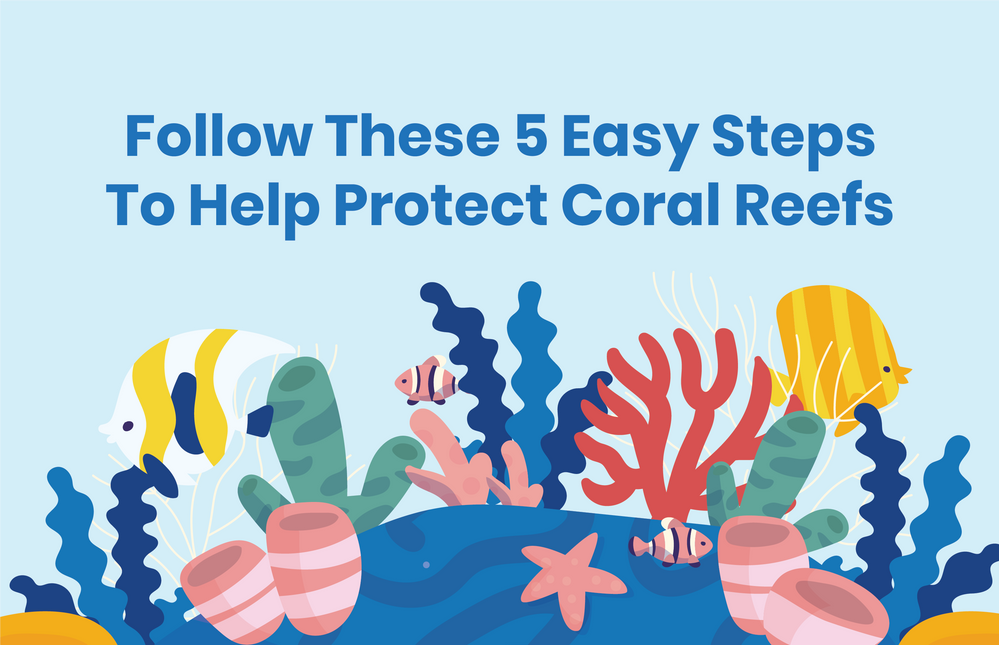 Follow These 5 Easy Steps to Help Protect Coral Reefs | CarbonEthics