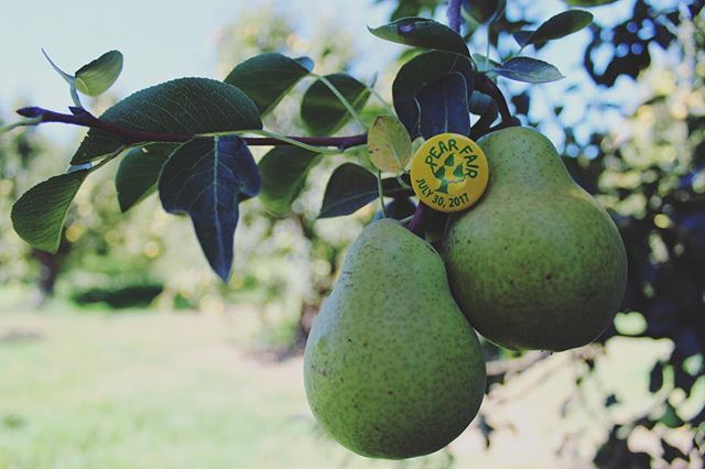 Our Fruit | Stillwater Orchards