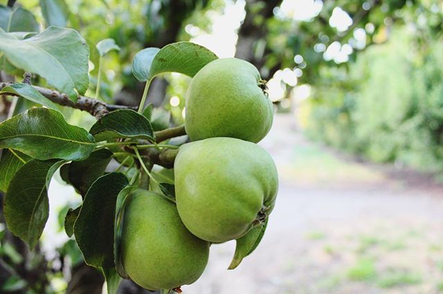 Our Fruit | Stillwater Orchards