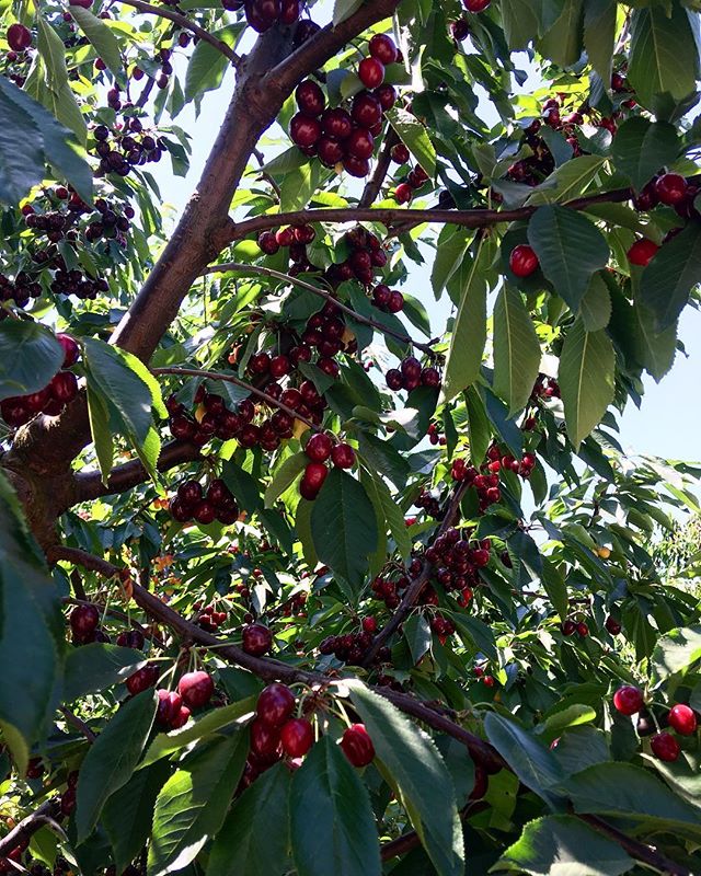 Our Fruit | Stillwater Orchards