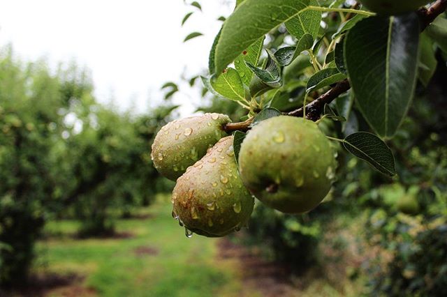 Our Fruit | Stillwater Orchards