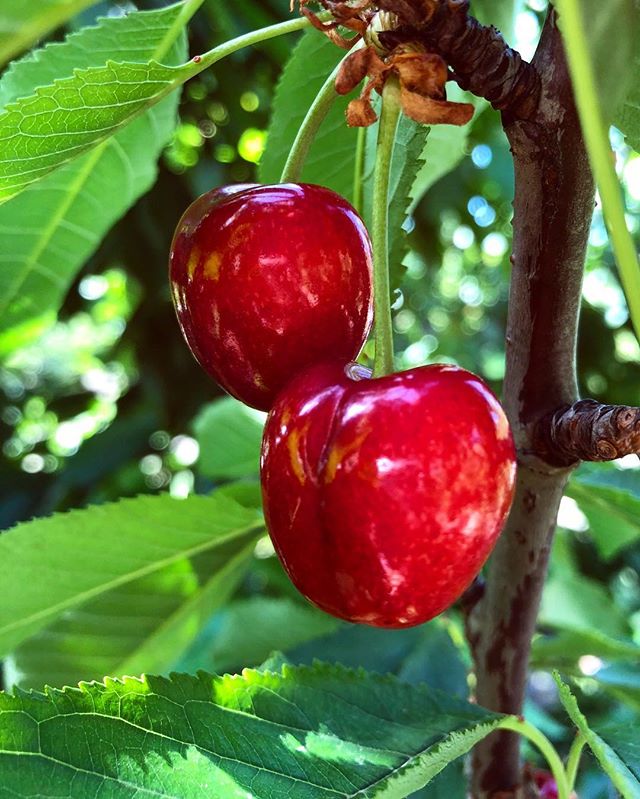 Our Fruit | Stillwater Orchards