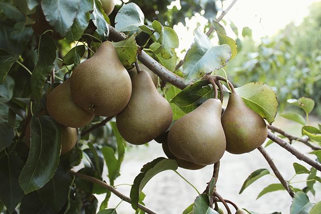 Our Fruit | Stillwater Orchards