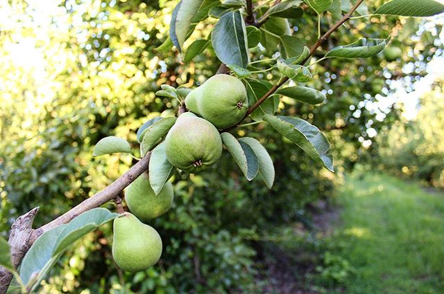 Our Fruit | Stillwater Orchards